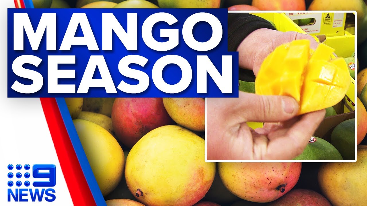 Mango season coming in early | 9 News Australia - YouTube