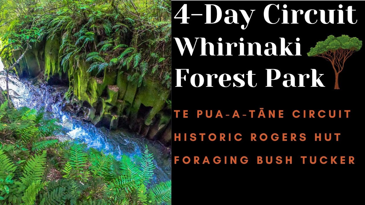 4-Day solo Hike - Whirinaki Te Pua-a-Tāne Conservation Park / Foraging ...