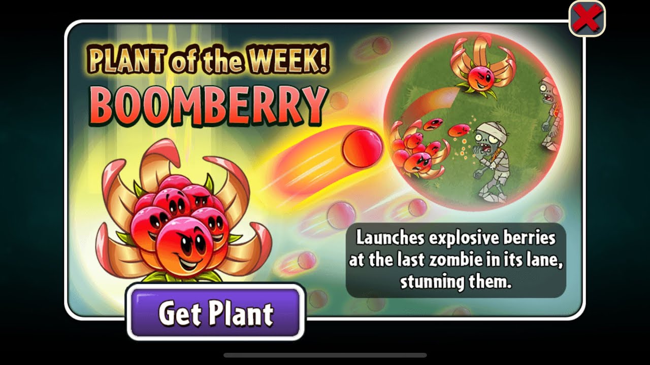BoomBerry Plant of the Week Thymed Event - YouTube
