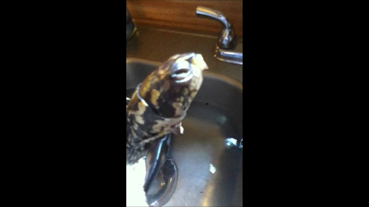 Sick Turtles getting Better! - YouTube