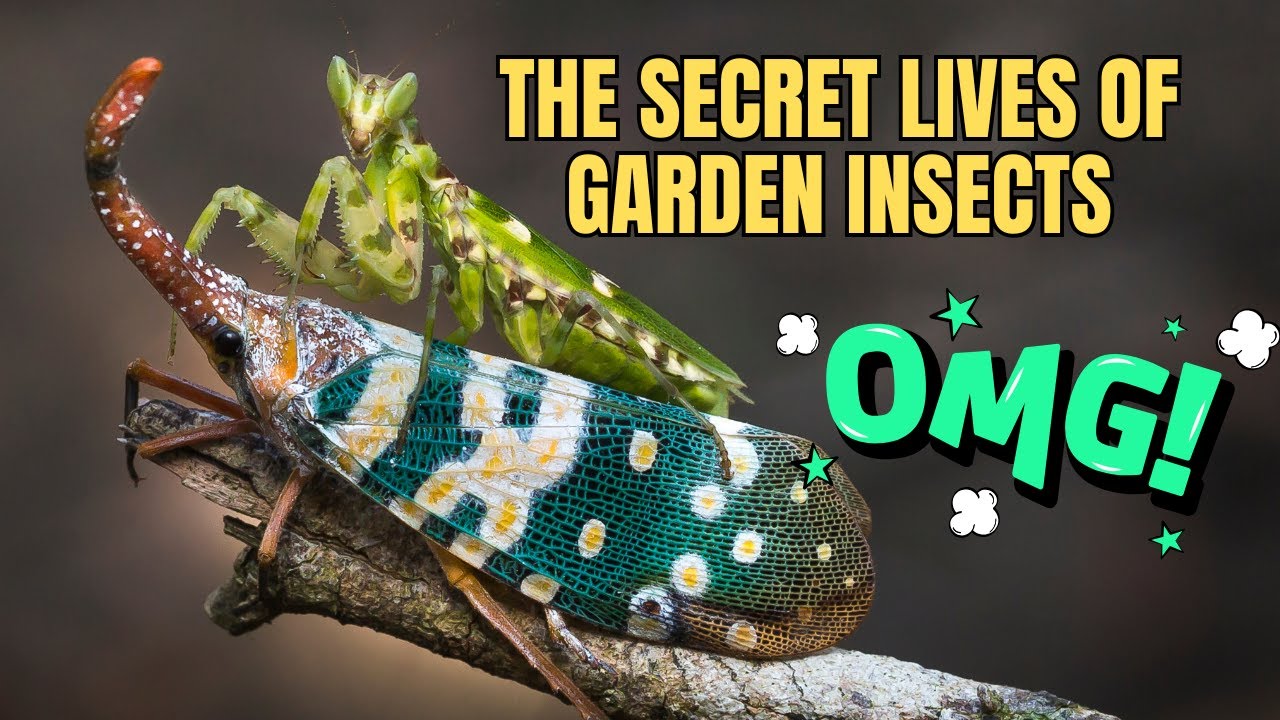The Secret Lives of Garden Insects: Are Insects Smart? - YouTube