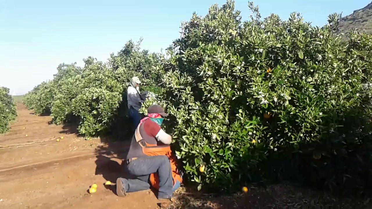 Piscando en la naranja - YouTube
