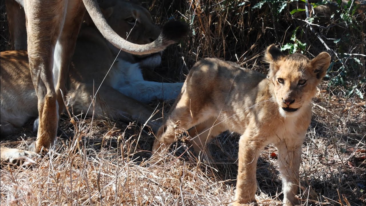 Lion Cub Missing from the Pride (Mbiris) - YouTube