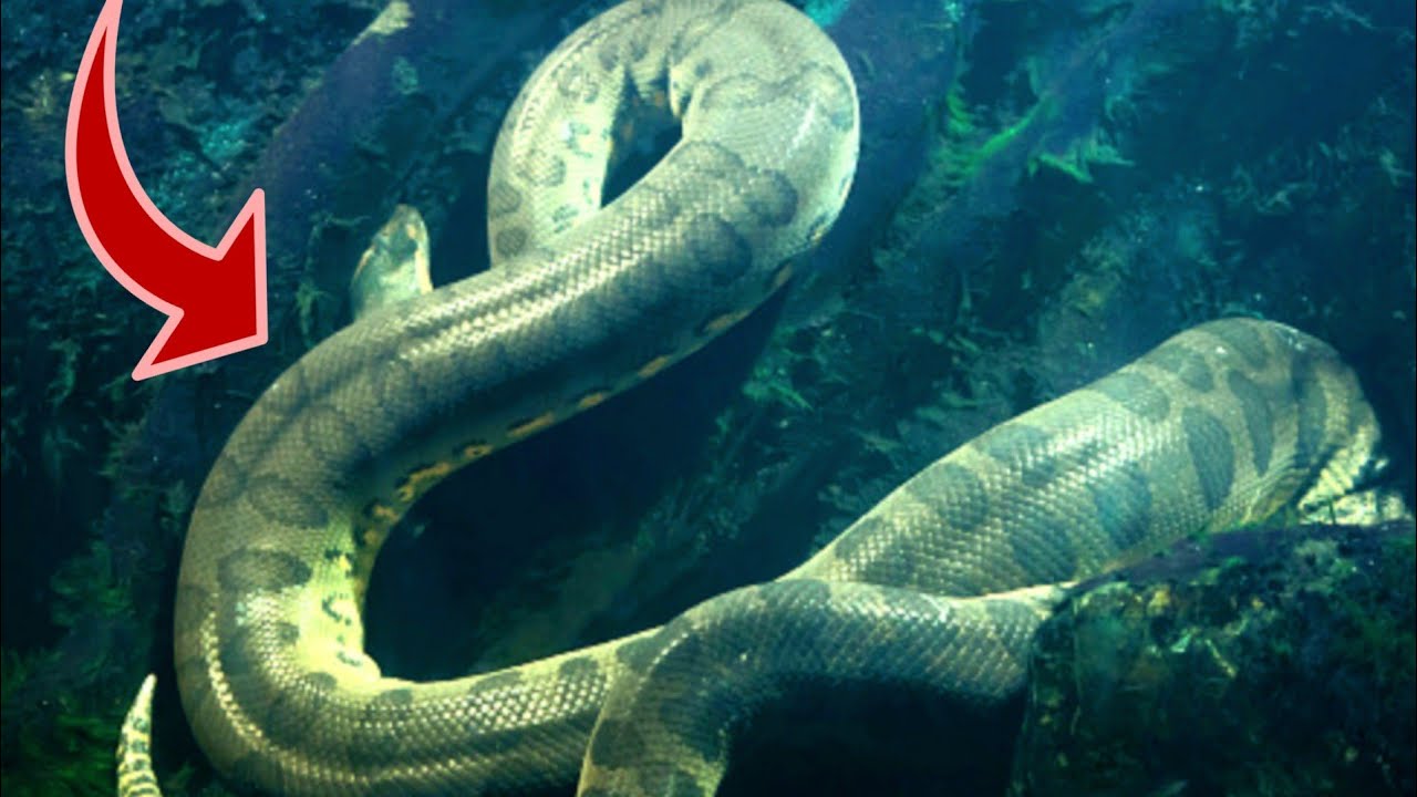 अमेजन जंगल के 5 सबसे खतरनाक जानवर 5 Deadliest Creatures Of The Amazon ...