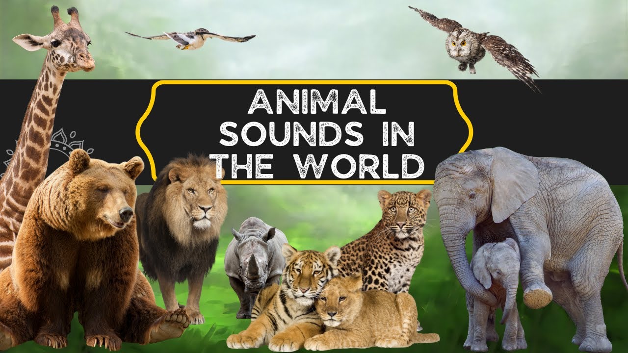 Animal sounds in the world - I versi degli animali del mondo in Inglese ...