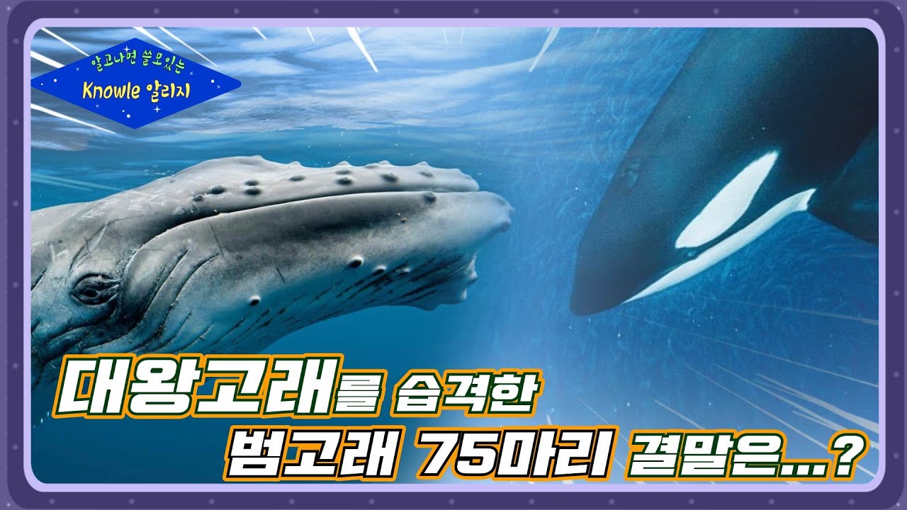 Knowle알리지 지구에 현존하는 최대 피지컬 대왕고래 1마리 Vs 바다의 조직폭력배 범고래 75마리 승리는 Youtube