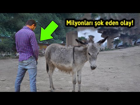 Bakın Bu Adam Eşeğe Ne Yaptı? Milyonları Şok Eden Şeye İnanamayacaksınız! Dehşete Düşeceksiniz!