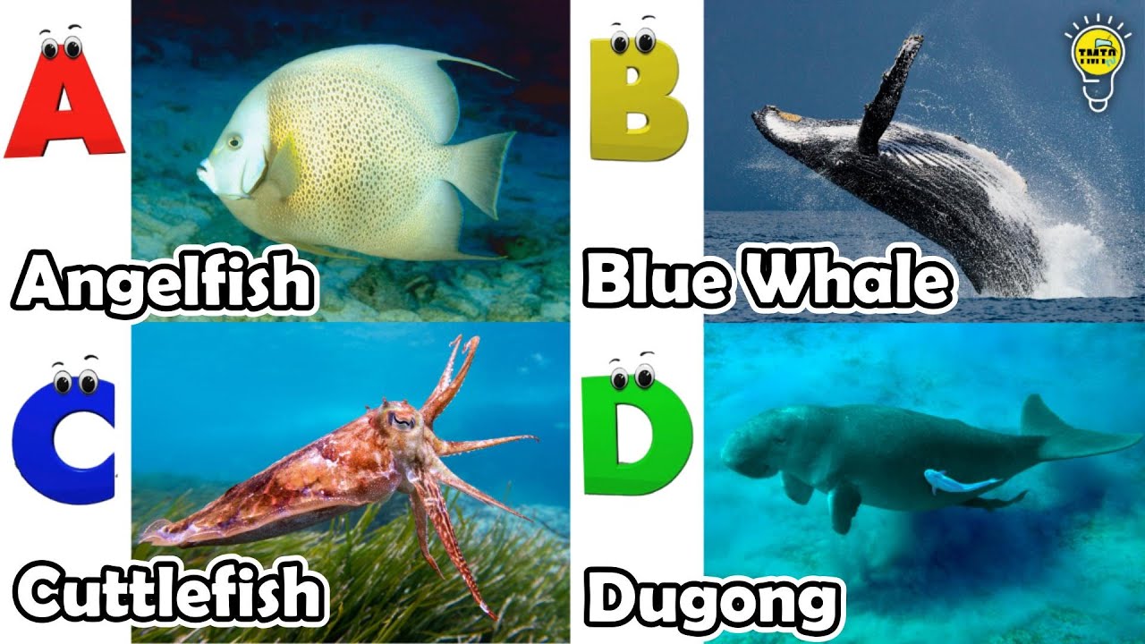 ABC phonics animals | ABC Sea Animals song | English and Animals for ...