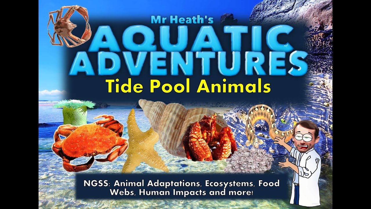 Aquatic Adventures - Tide Pool Animals (Seattle) - YouTube