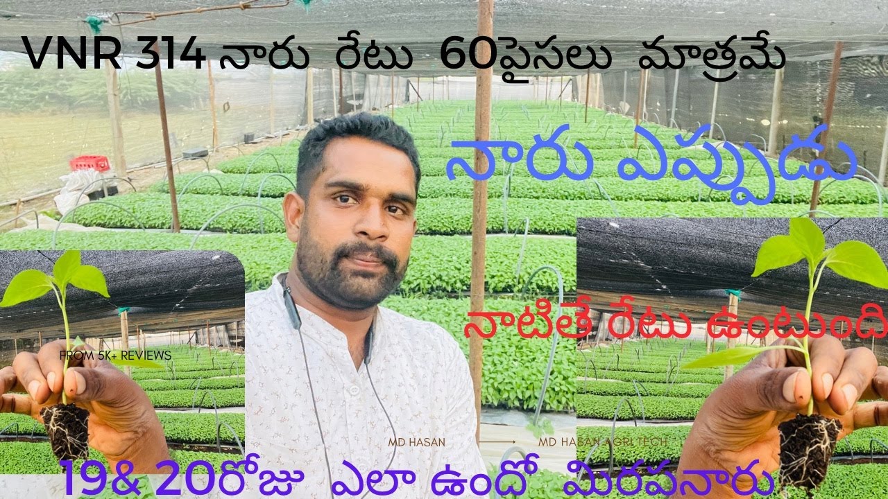 Mirapa naru 60పైసలు 19@20వ రోజు నారు ela ఉందో నారు ఎప్పుడు నాటితే up ...