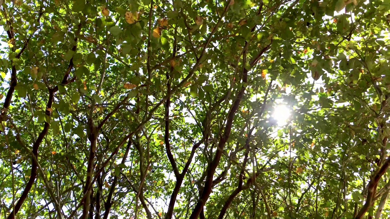 No Copyright Video - Beautiful Tree Branches 4K - YouTube