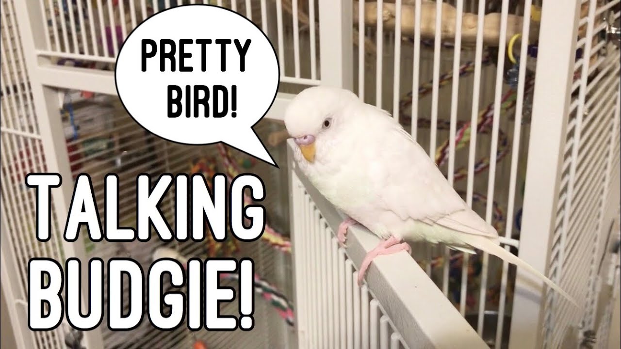 1 minute of Pearl Talk with subtitles! | Adorable Talking Budgie - YouTube