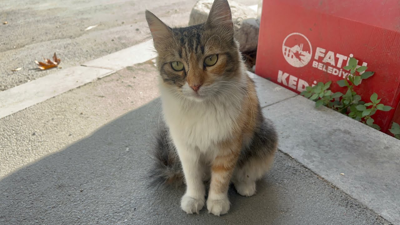 Winning the Trust of a Street Cat Step by Step#maocat - YouTube