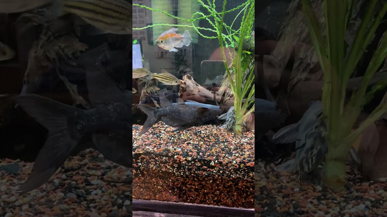 Hemisynodontis Membranaceus aka Moustache Catfish and friends - YouTube