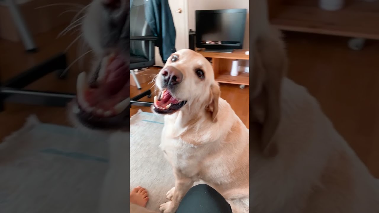 Jealous Labrador has the funniest reactions #shorts - YouTube