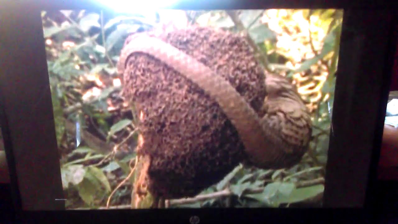 Playing Game 45 of bEqual Madagascar Animal Trivia DVD Game - YouTube