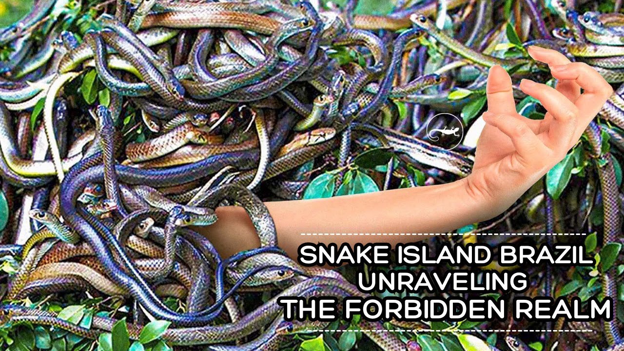 Snake Island, Brazil Unraveling the Forbidden Realm - YouTube