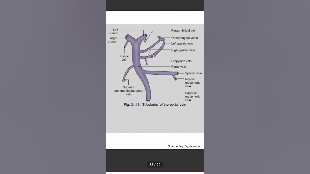 Portal Vein Medical My Life Essential Of Medical Science Johari Mbbs portal-vein-medical-my-life-essential-of-medical-science-johari-mbbs