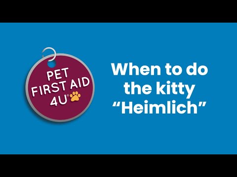 When to do the kitty Heimlich #choking #chokingprevention #petfirstaid ...