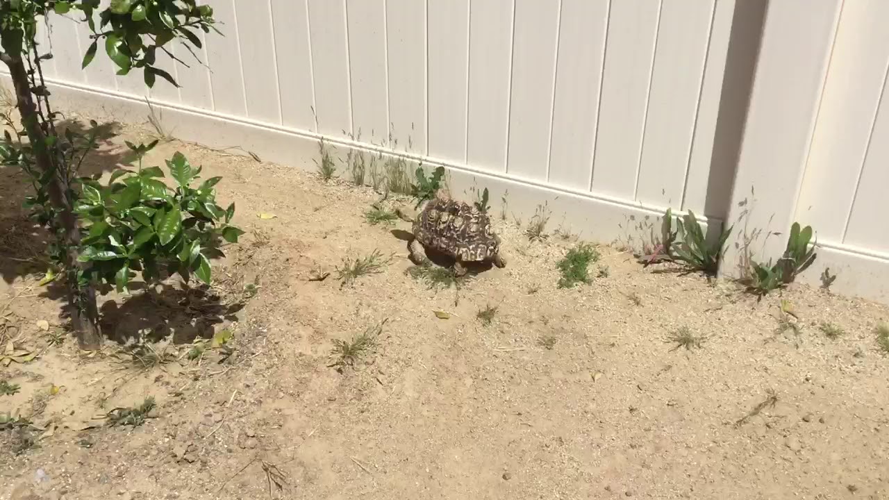 Super Fast Tortoise - YouTube