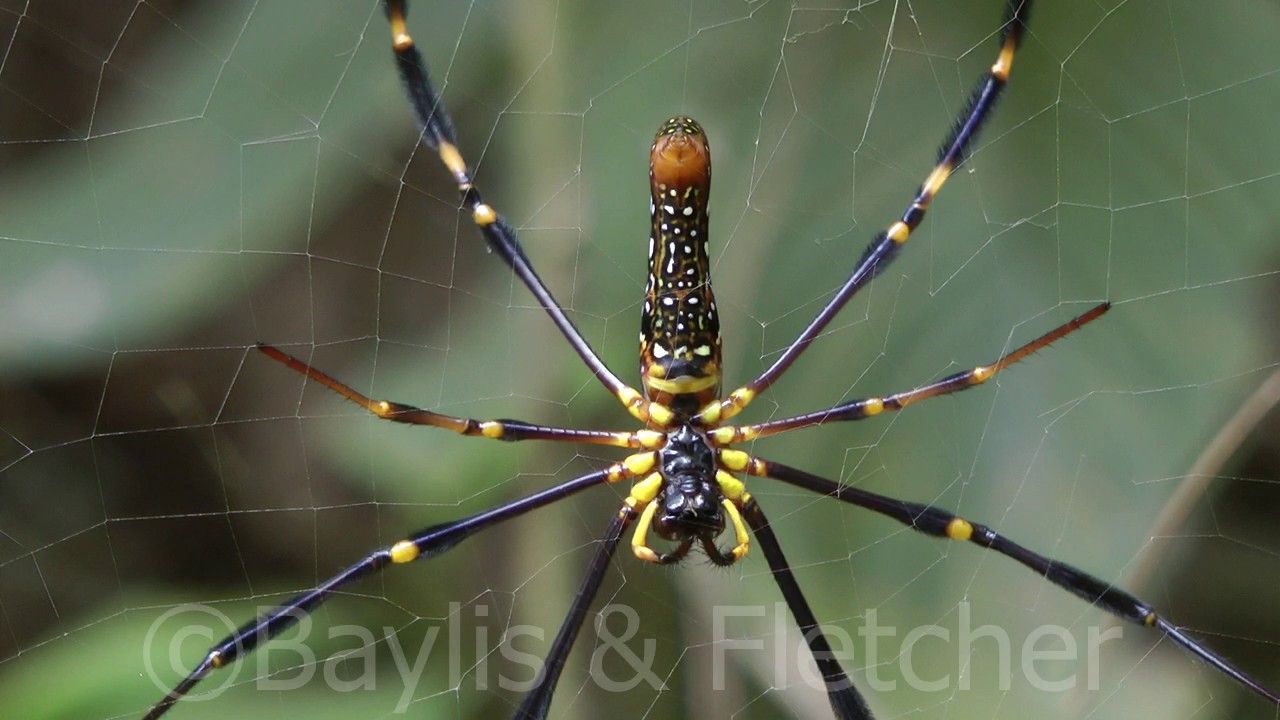 Golden-orb web spider (Nephila pilipes), Malaysia. 20160803_112243.m2ts ...