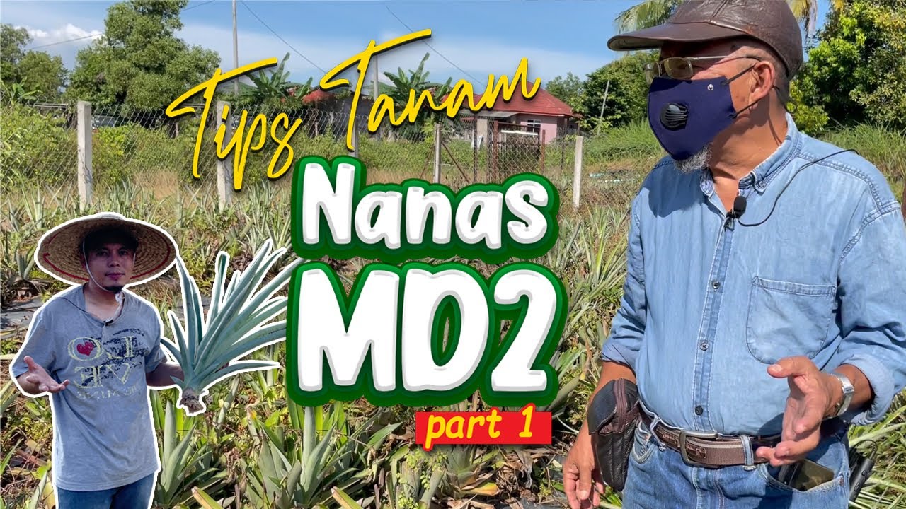 Tips tanam nanas MD2 - YouTube
