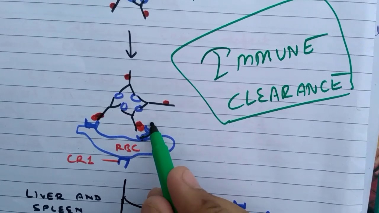 Opsonization, phagocytosis, immune clearance - YouTube