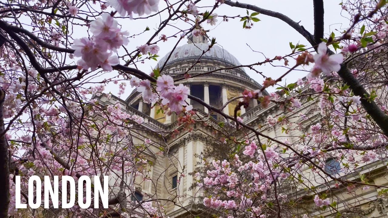 Spring London Walk | Cherry Blossom | St Paul's Cathedral London ...