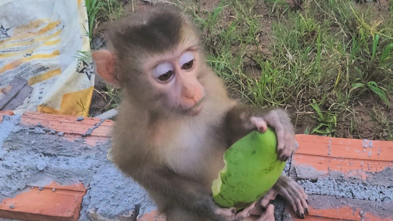 Monkey Yaya got a delicious young mango Cute Baby - YouTube