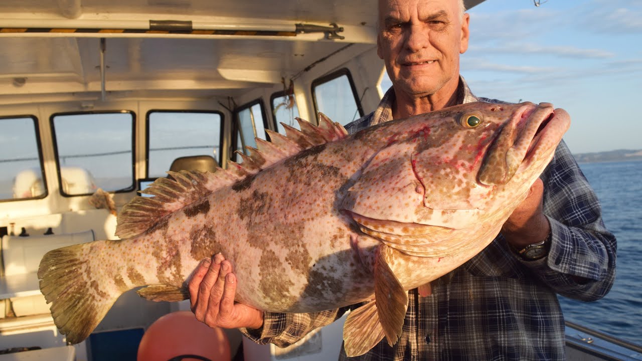 Cracking day out on Rainbow Escape! Big cod, Snapper, Red Emperor, Tuna ...