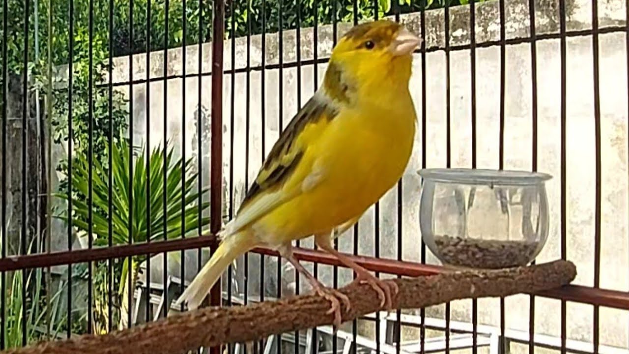 Full masteran Canary Wit Cuwit - Kenari Cengkok Mewah Durasi Panjang ...