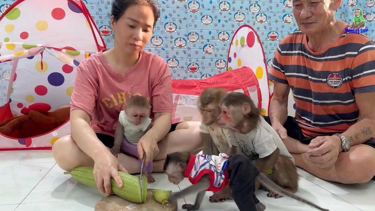 Mom cut, Flavored, delicious melon for Monkeys baby to eat - YouTube