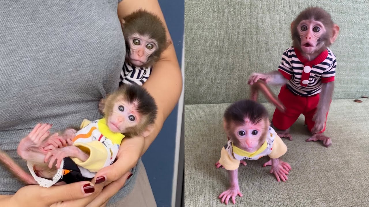 Lovely moments of Pika monkeys and other animal. P132 - YouTube