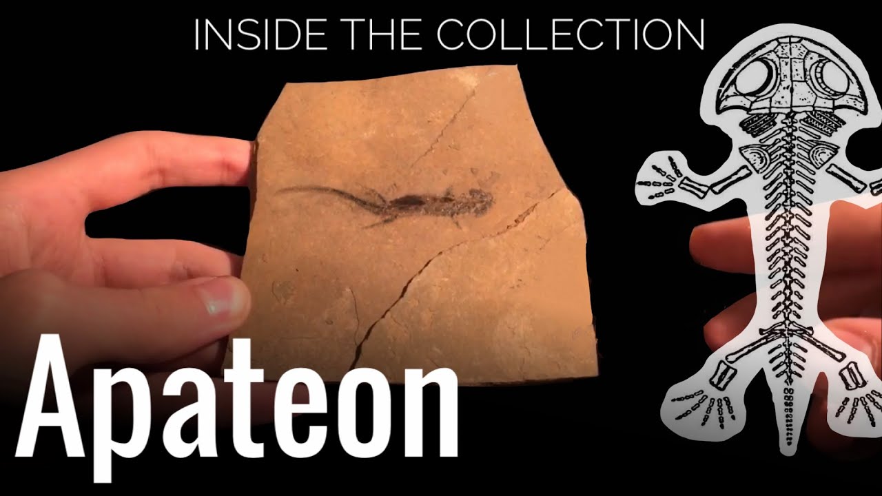 Inside the Collection - APATEON PEDESTRIS - YouTube
