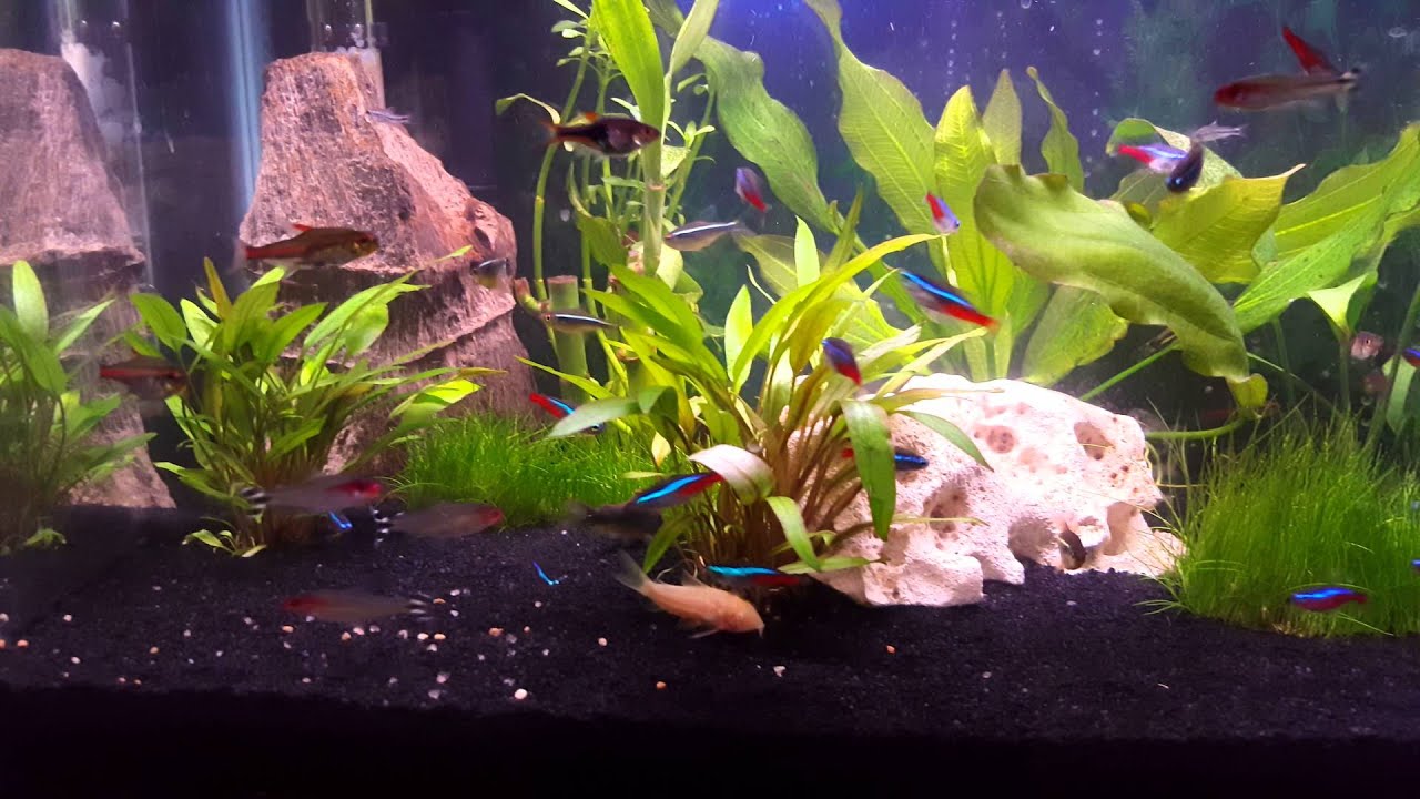 Community fish tank - YouTube