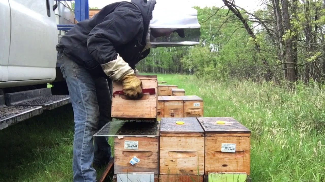 Moving out nucs with an Ezyloader - YouTube