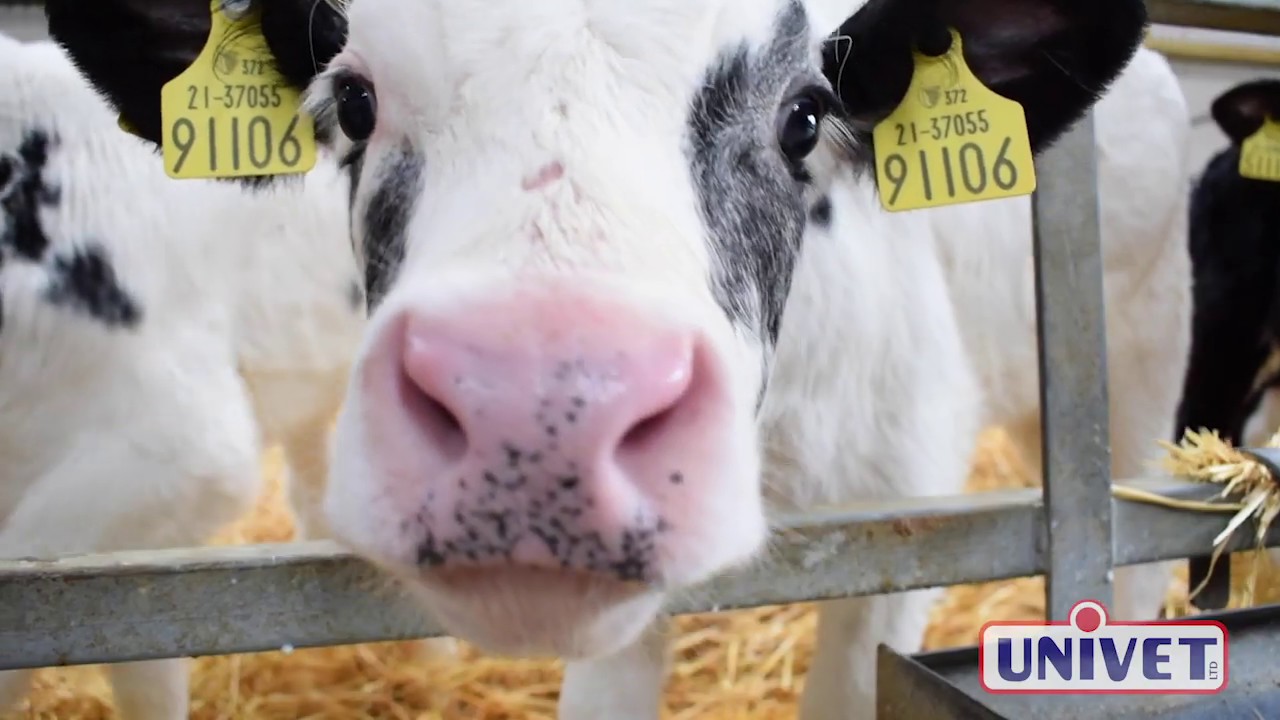 Sacrolyte From Univet - YouTube