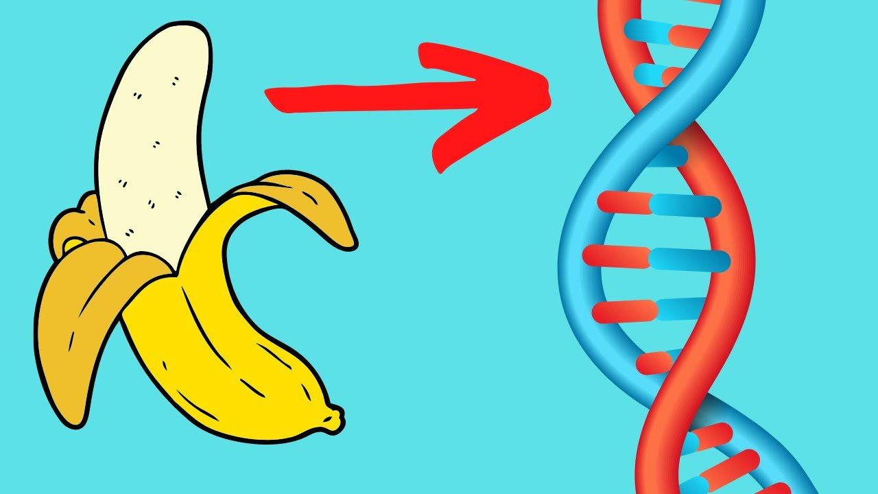 DNA from a banana- Fun lab or Science Activity - YouTube