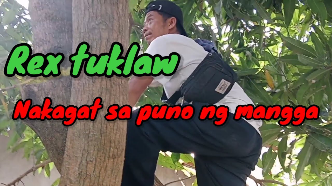 Rex Tuklaw nakagat sa puno ng Mangga - YouTube