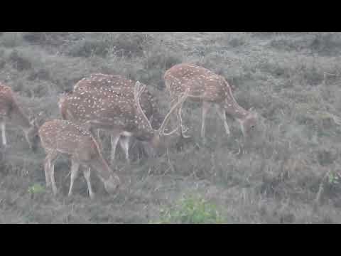 morning beauty with #spotted_deer #herd zero point mohan #kosi _river  march 2026