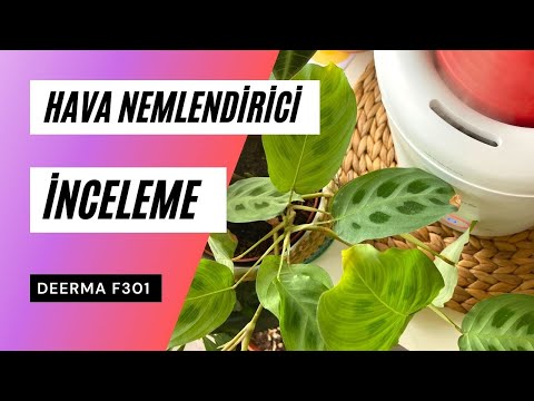 Hava Nemlendirici İnceleme: Deerma F301 Yorumları | Ev Yeşili 👩‍🌾
