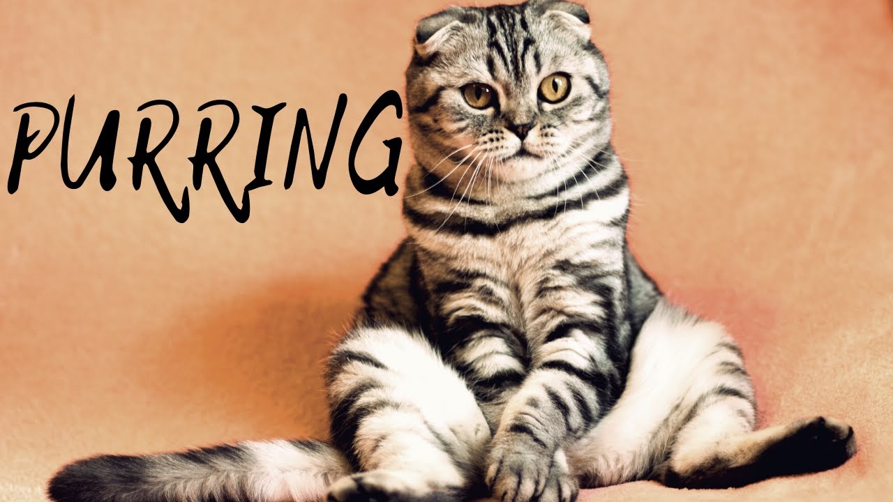 Purring Cat ASMR 1 Hour 🐱 - YouTube