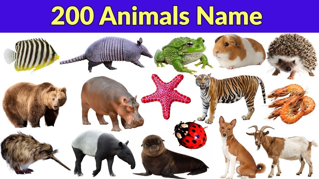 Animals Name | Discover 200 Animals Name From All Around The World With ...