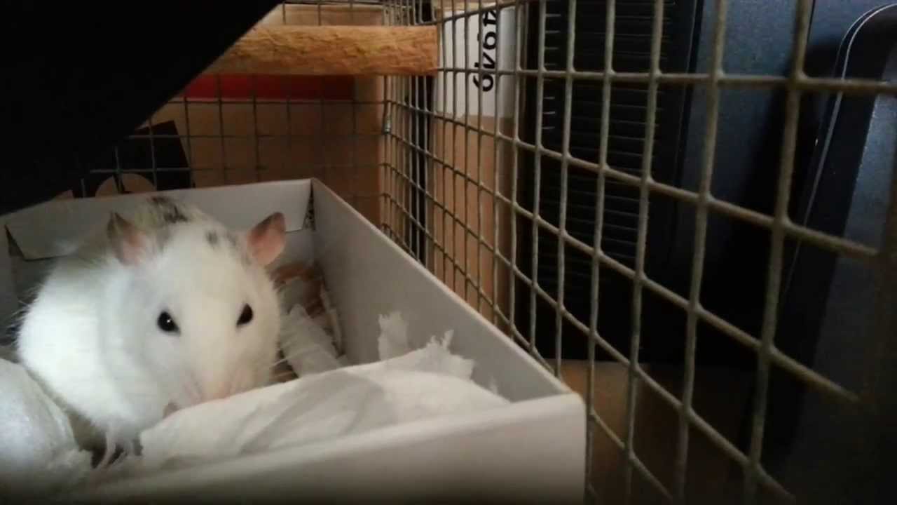 Rats With A Mystery Box - YouTube