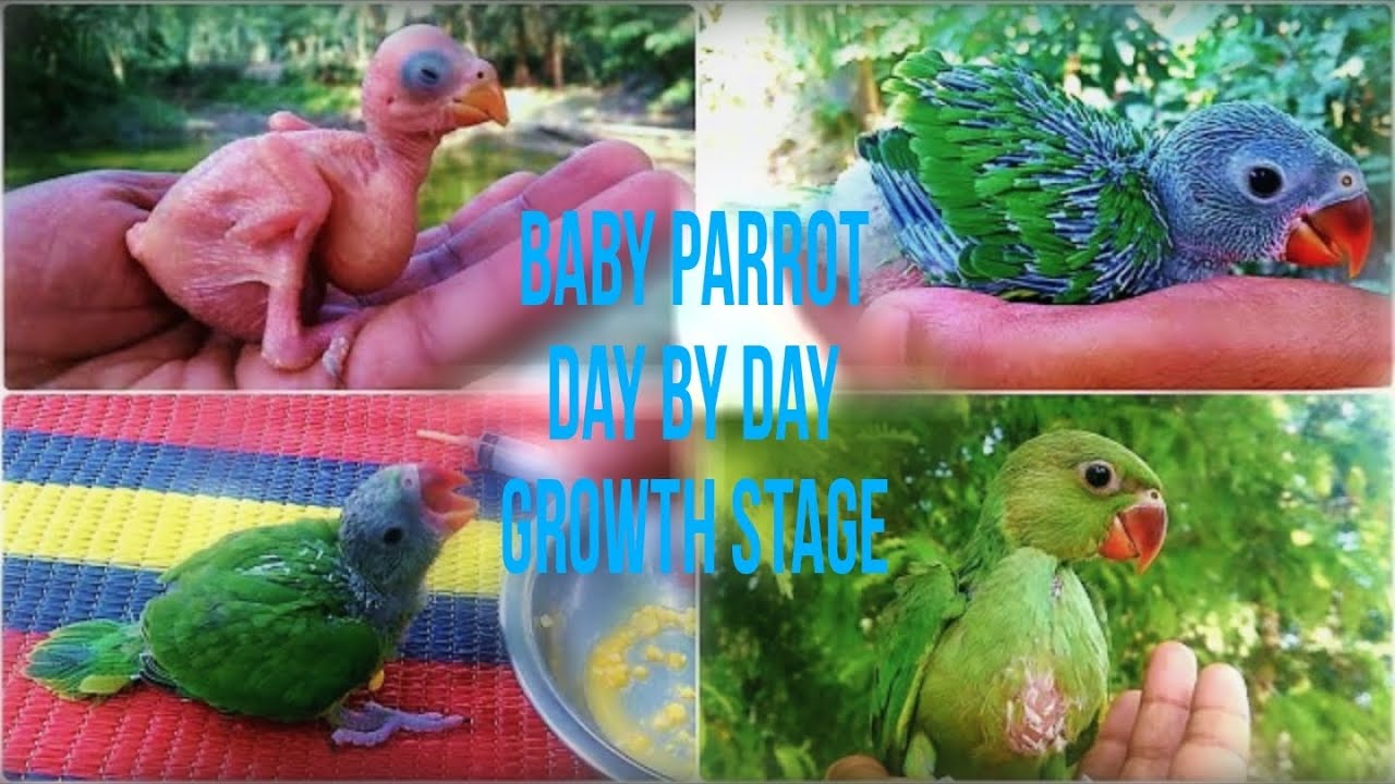 Baby Parrot day by day growth stage😱😱 - YouTube