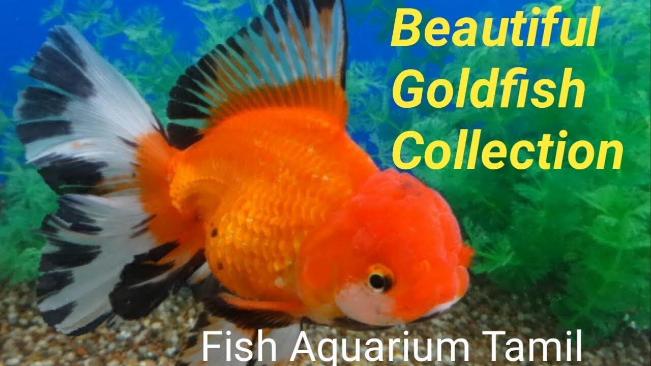 Beautiful Gold Fish Collection / Fish Aquarium Tamil - YouTube
