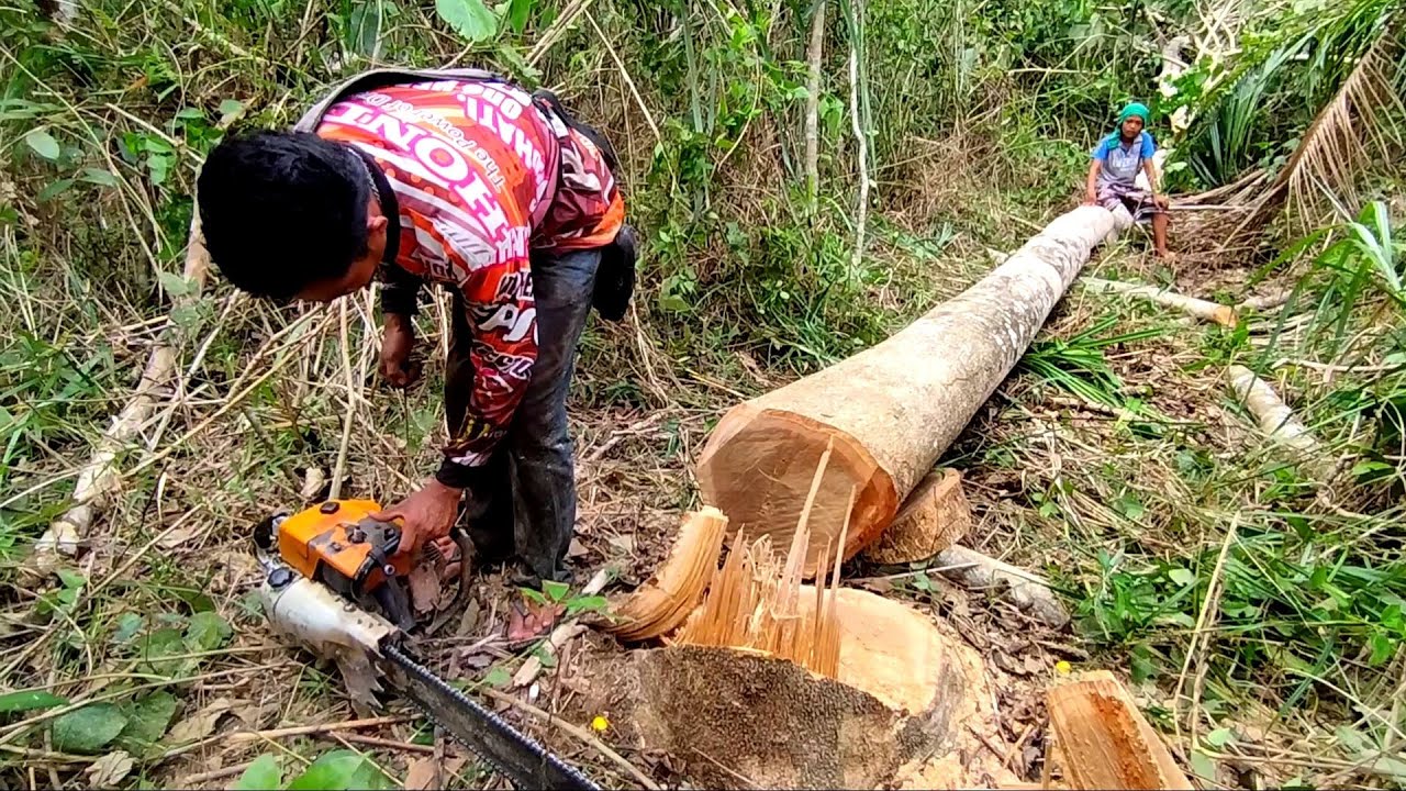 Sawing skills nice and easy- all purpose wood gemilina - YouTube