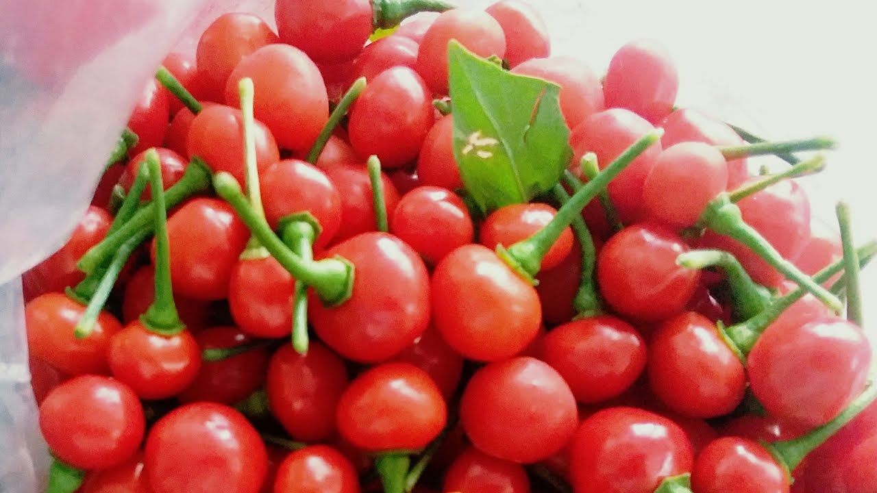 Hottest pepper from Guyana!!! - YouTube