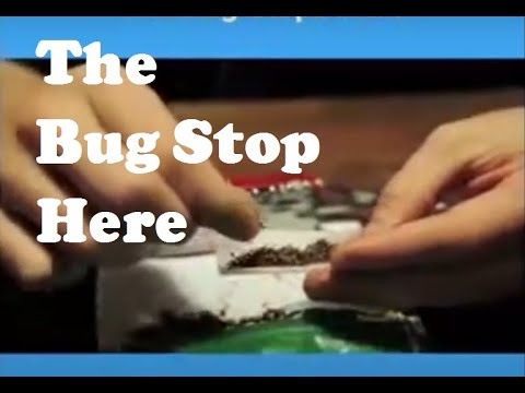 The Bug Stops Here - YouTube