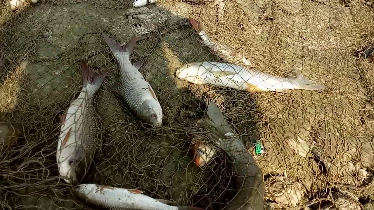 R. K. Bind fish Farming. - YouTube